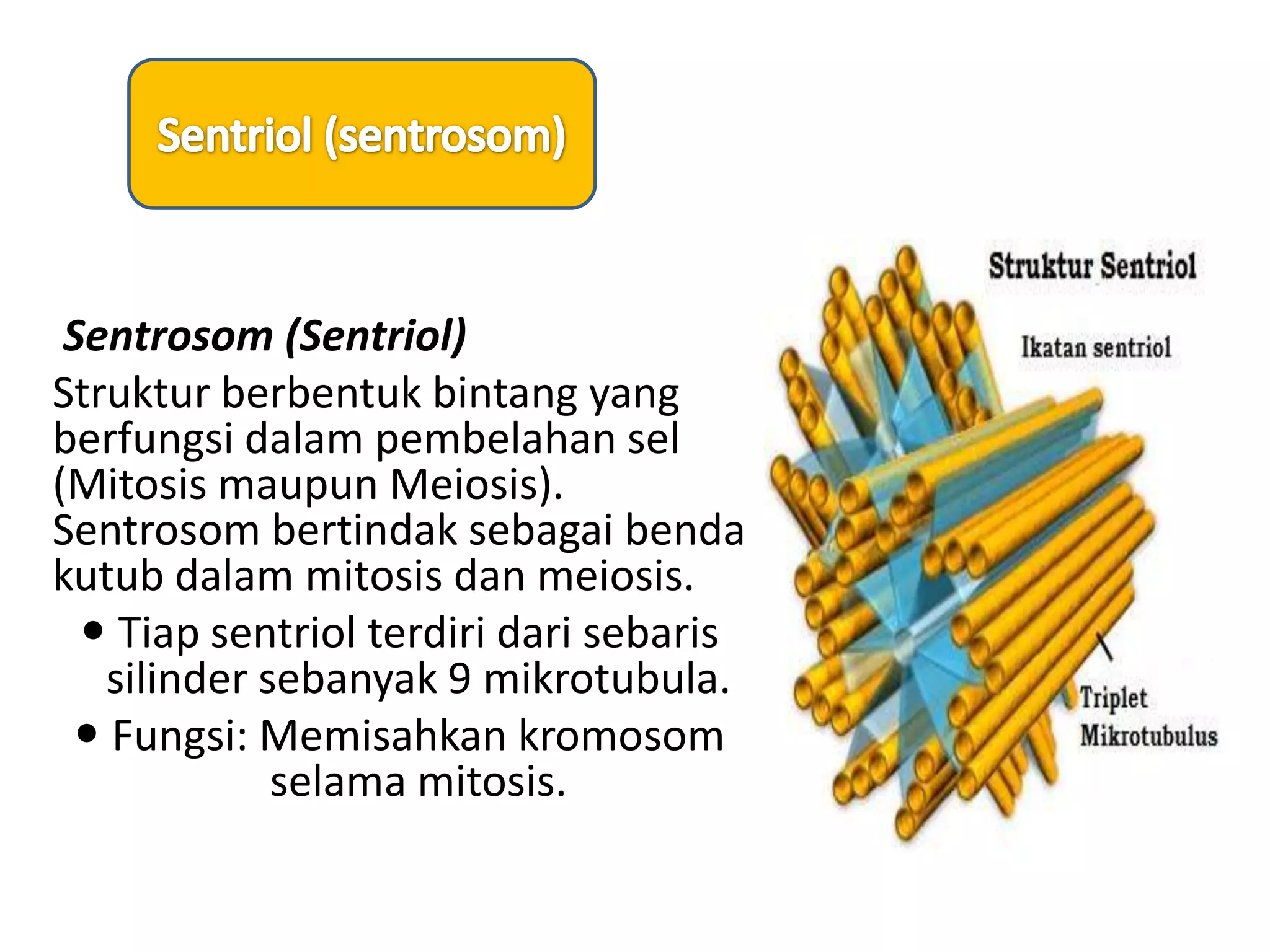 Sel dan organel sel | PPTX