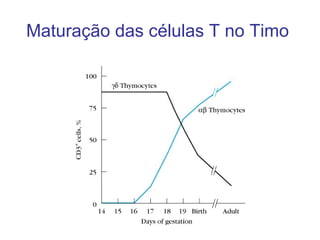 Seleção Timica | PPT