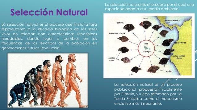 Selección natural (2)