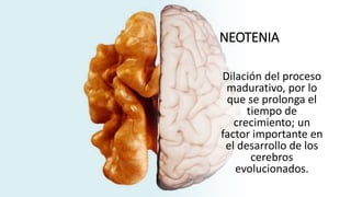 SELECCIÓN NATURAL Y EVOLUCION. Psicologia | PPTX