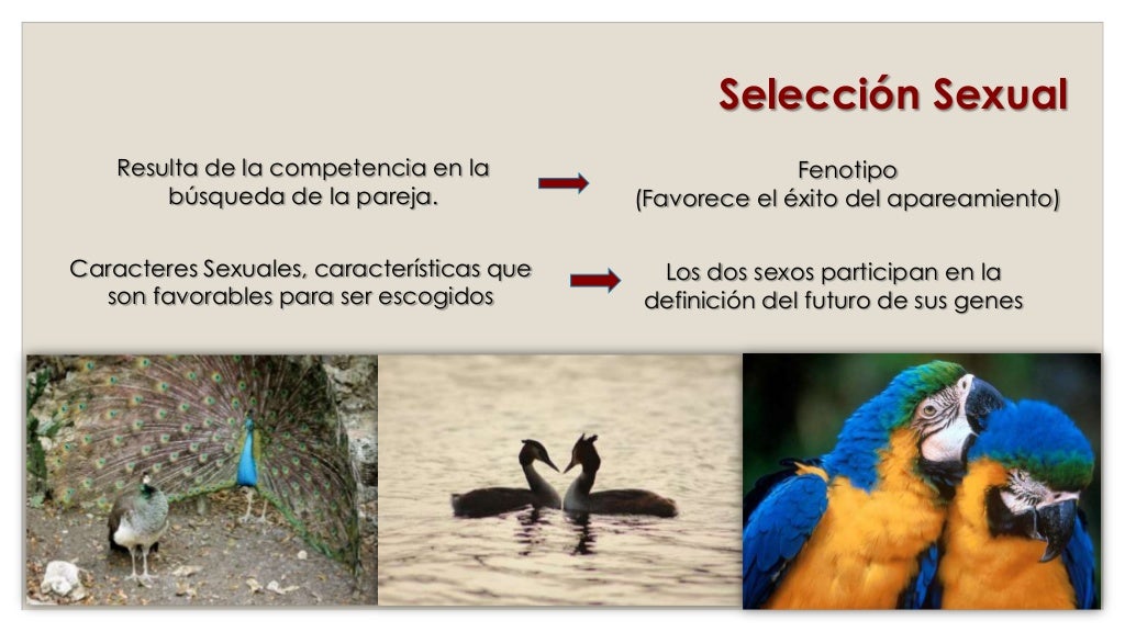 Selección sexual