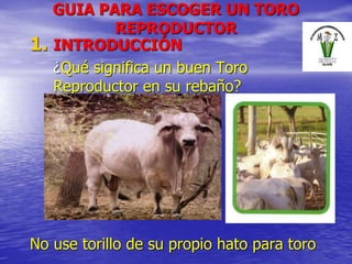 Manejo de toro, manejo adecuado en alimentacion | PPT