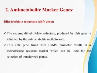 Selectable marker genes | PPTX