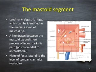 Surgical anatomy of facial nerve | PPT | Death, Injury, or Military ...