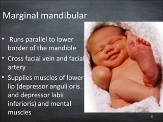 Surgical anatomy of facial nerve | PPT