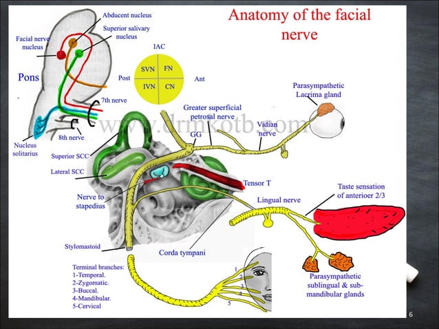 Surgical anatomy of facial nerve | PPT