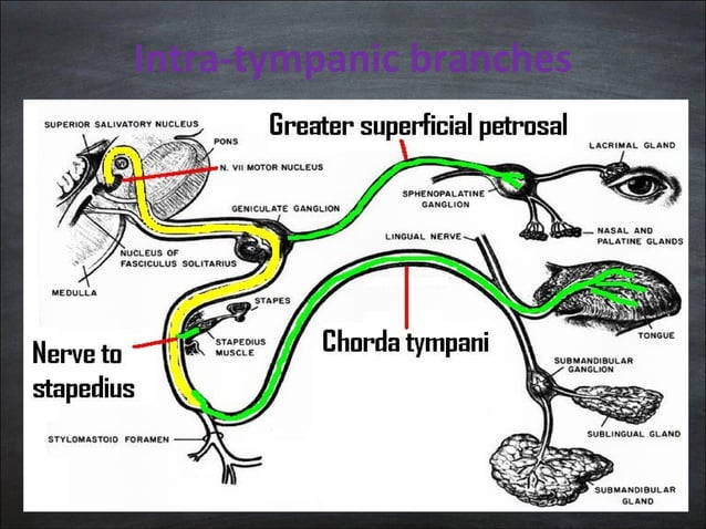 Surgical anatomy of facial nerve