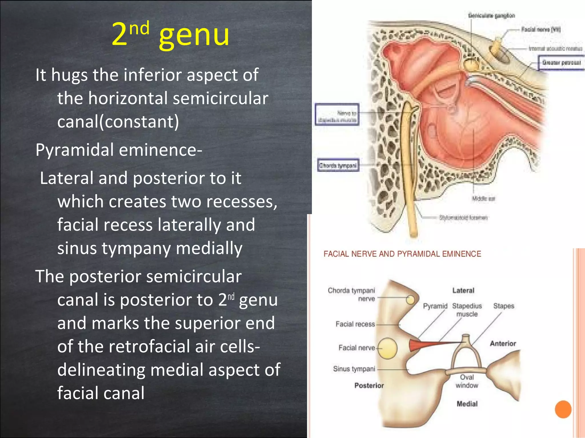 surgical anatomy of facial nerve | PPT