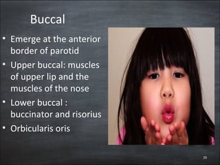 surgical anatomy of facial nerve | PPT