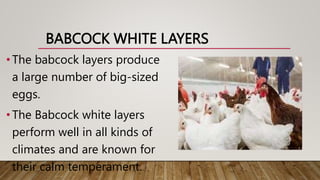 SELECT HEALTHY STOCK AND SUITABLE HOUSING.pptx