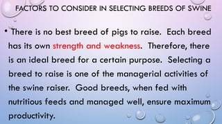 SELECTING-THE-FOUNDATION-STOCK of swine breed | PPTX