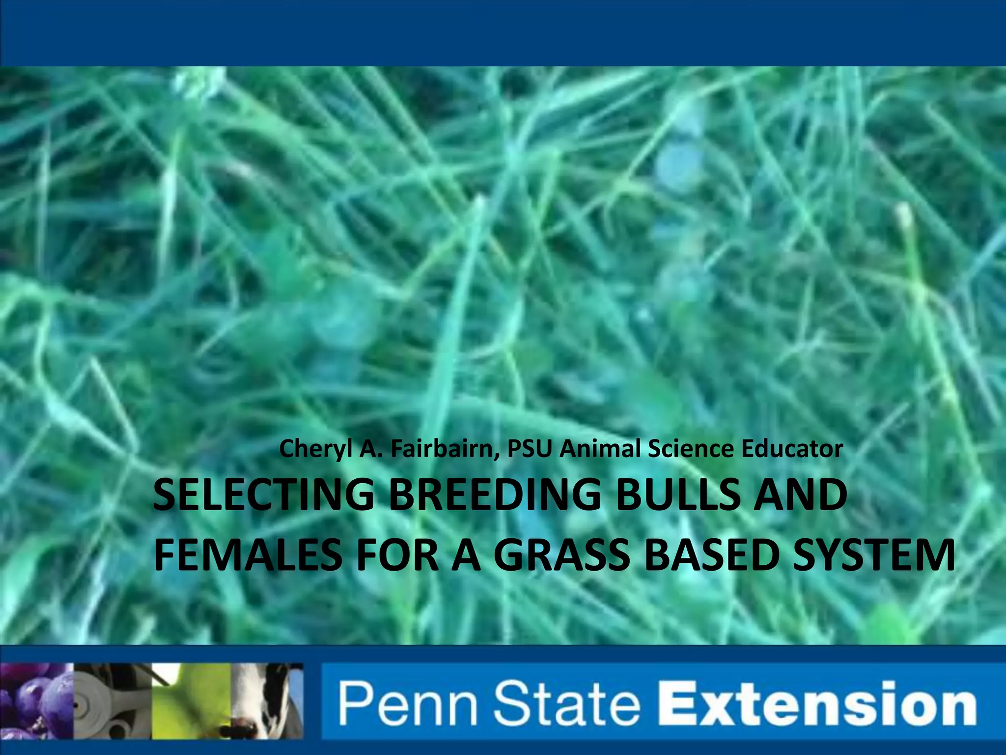 Selecting bulls and replacement females | PPT