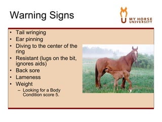 Selecting The Right Youth Horse (Skelly) | PPT | Equine Sports | Sports