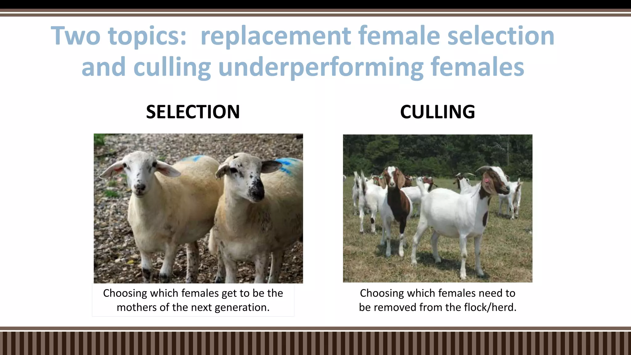 Fine-tuning breeding animal selection for your farm: females | PPTX