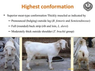 Selection & judging of goats | PPTX