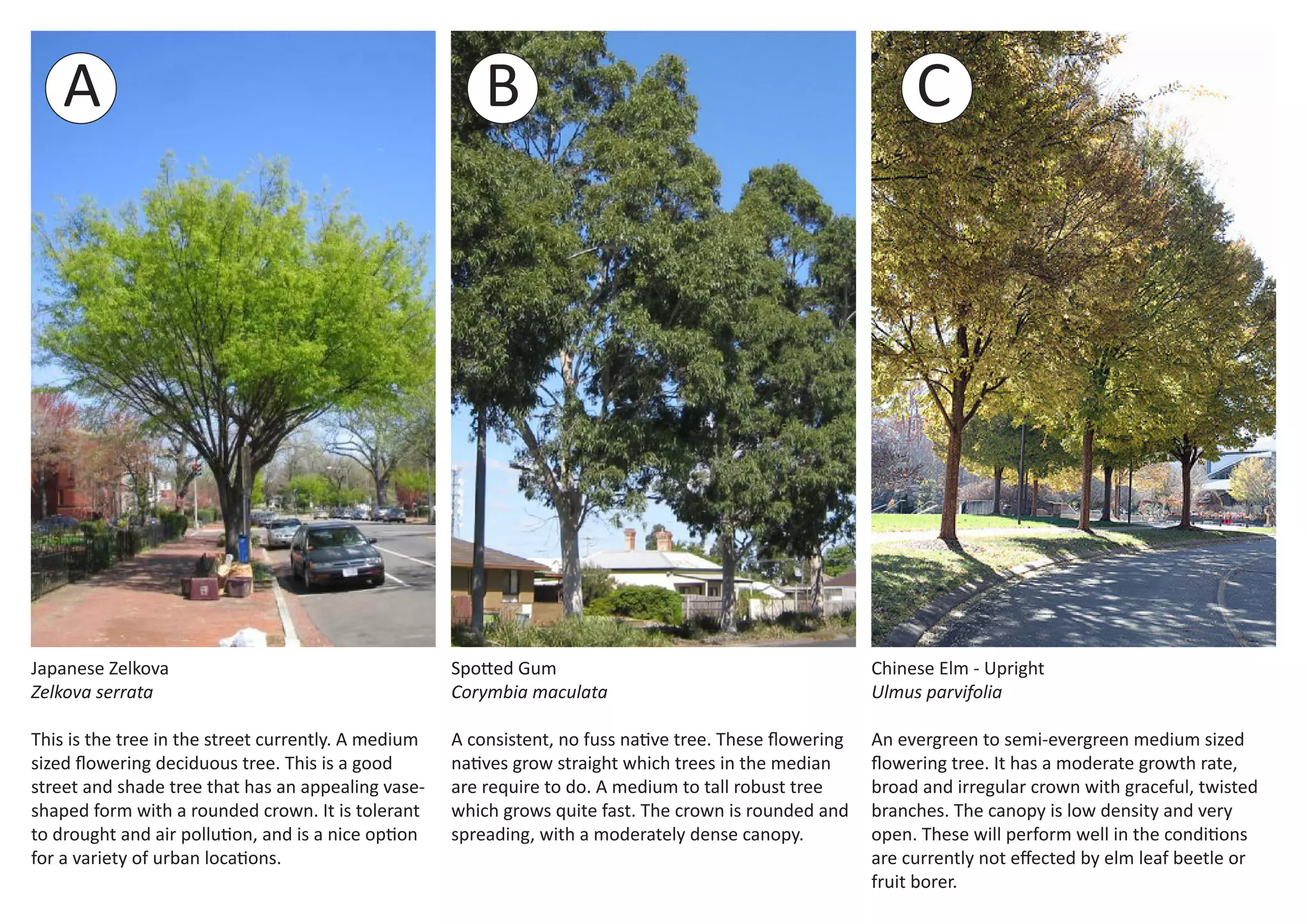 Central median trees - Wellington st upgrade | PDF | Gardening | Home ...