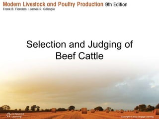 Selection and Judging of Beef Cattle.pptx