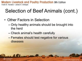 Selection and Judging of Beef Cattle.pptx