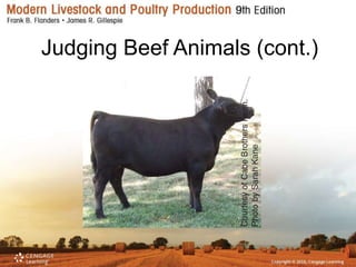 Selection and Judging of Beef Cattle.pptx