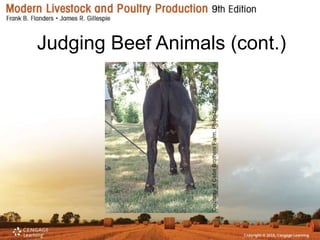 Selection and Judging of Beef Cattle.pptx