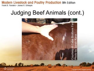 Selection and Judging of Beef Cattle.pptx