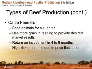 Selection and Judging of Beef Cattle.pptx