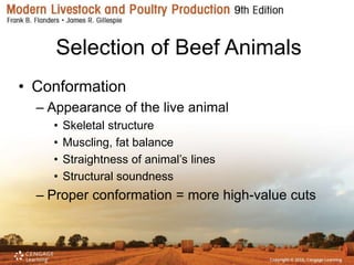 Selection and Judging of Beef Cattle.pptx