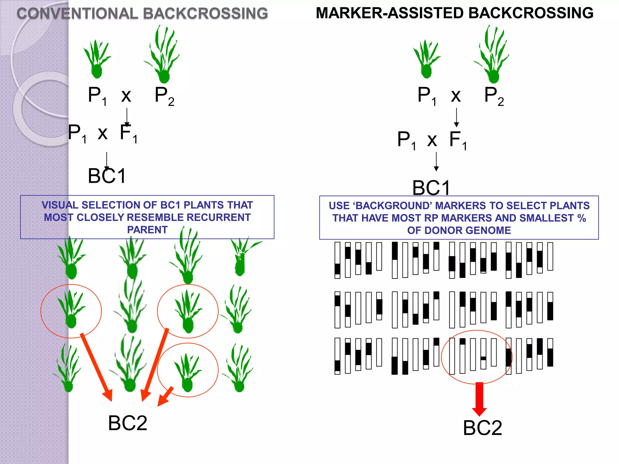 Selection based on markers | PPTX