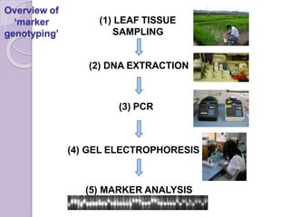 Selection based on markers | PPTX
