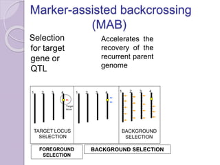 Selection based on markers | PPT