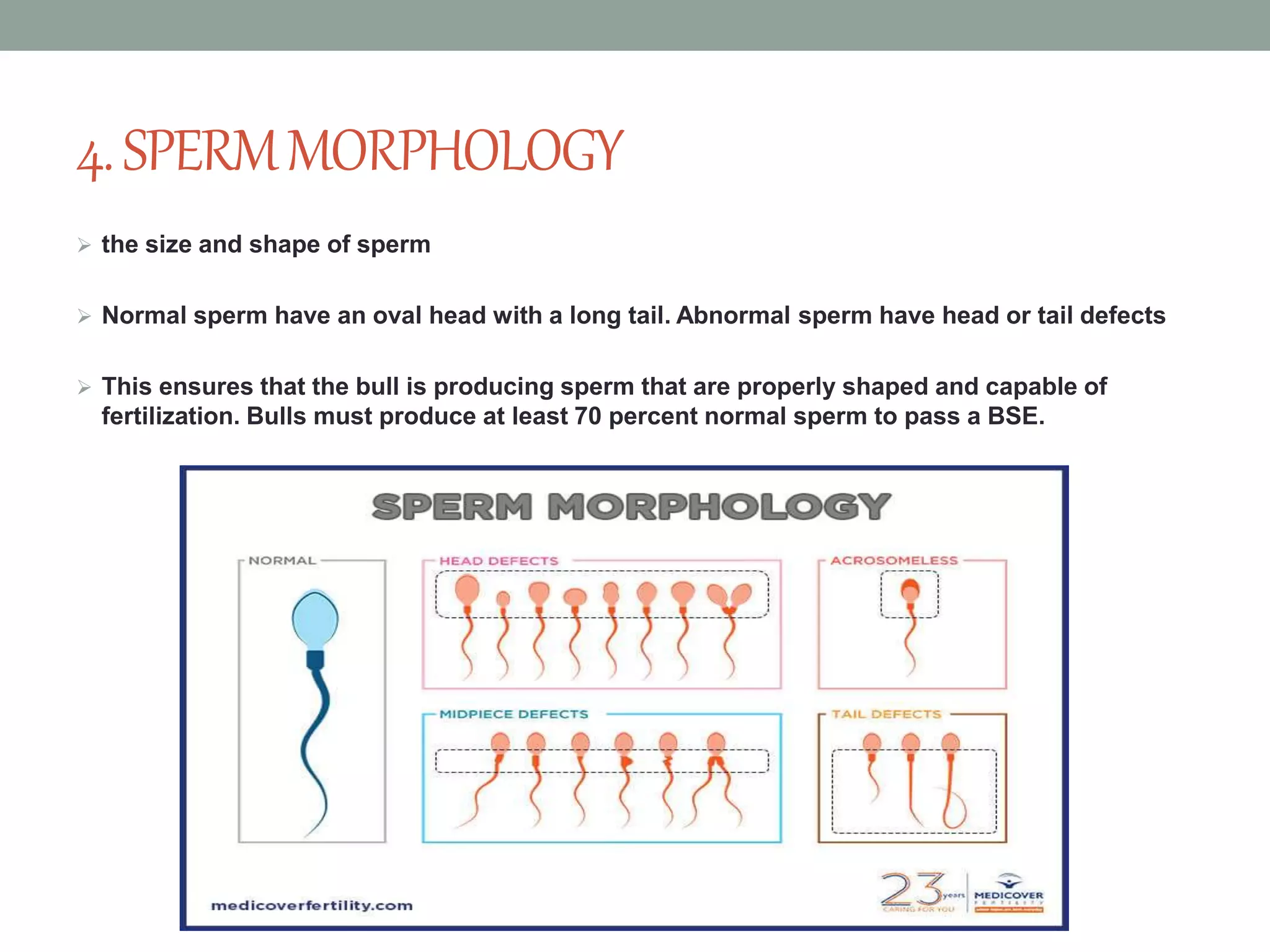 Selection criteria for the semen donor bull.pptx