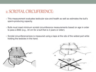 Selection criteria for the semen donor bull.pptx