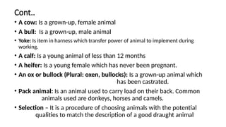 Selection of animals for training to perform draught.pptx