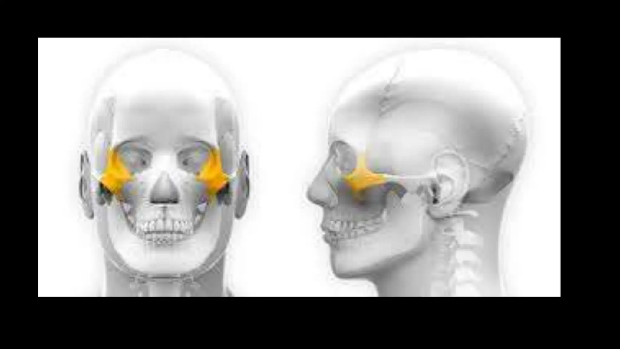 SELECTION OF ANTERIOR TEETh in complete denture | PPTX