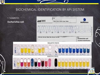 Selection of Antimicrobial Drug in Cambodia's Microbiology Laboratories ...