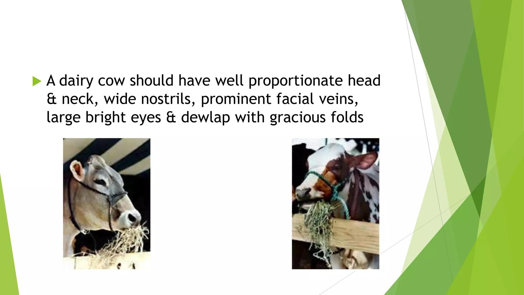 Selectionof dairy animals | PPTX