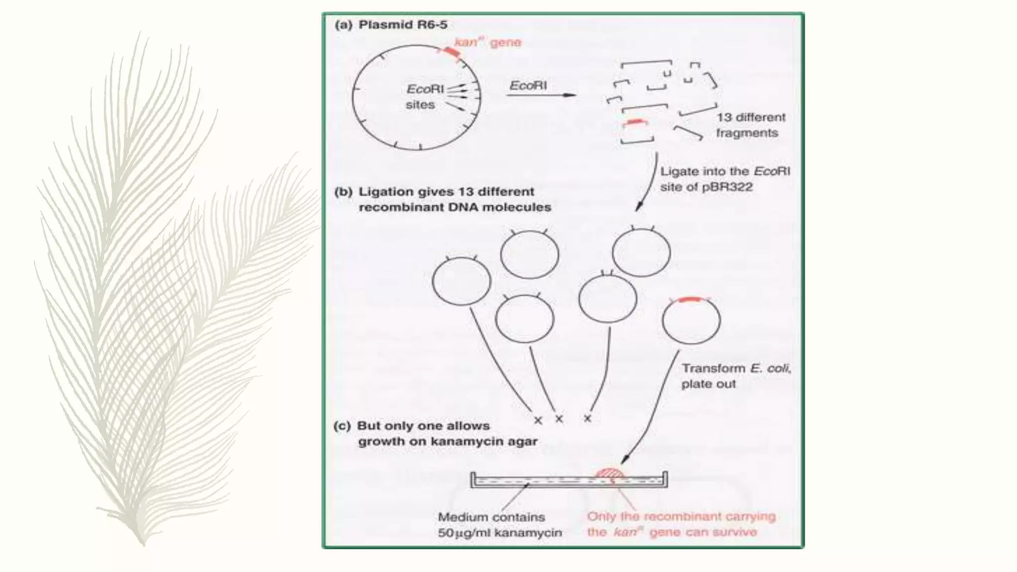Selection And Screening Of Recombinant Clones Pptx