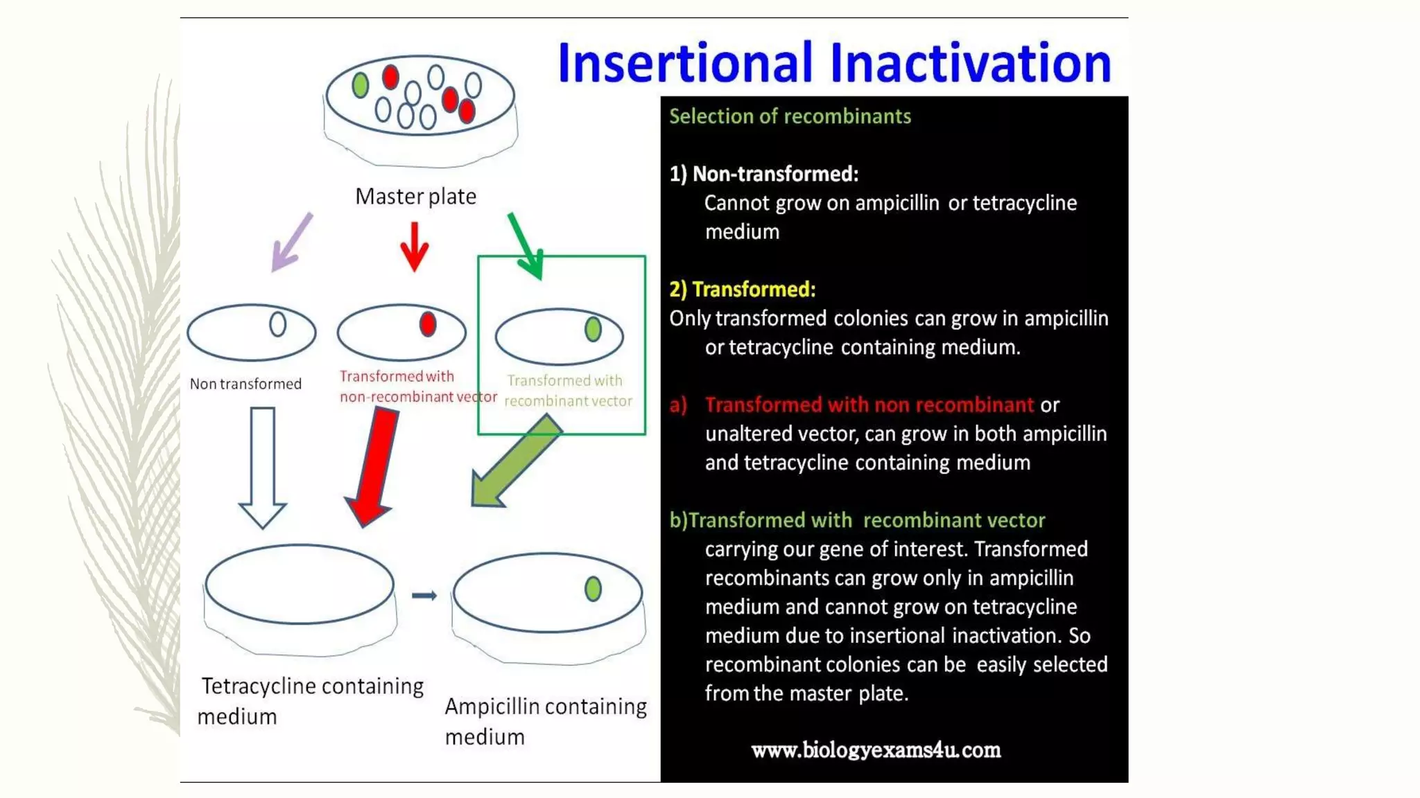 Selection And Screening Of Recombinant Clones Pptx