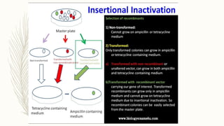 Selection and screening of recombinant clones | PPTX