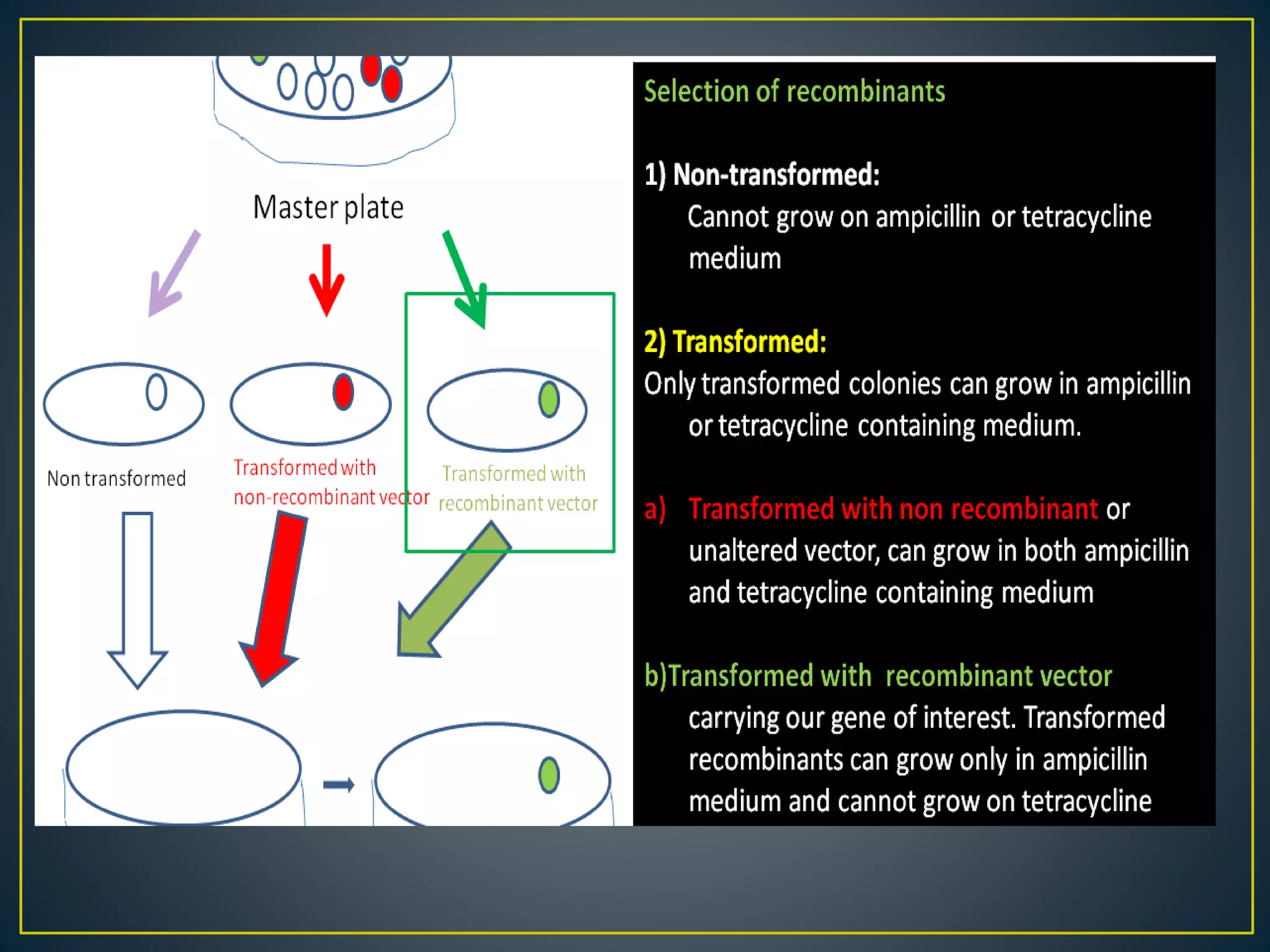 Selection & Screening of Recombinant cells & expression of recombinant ...