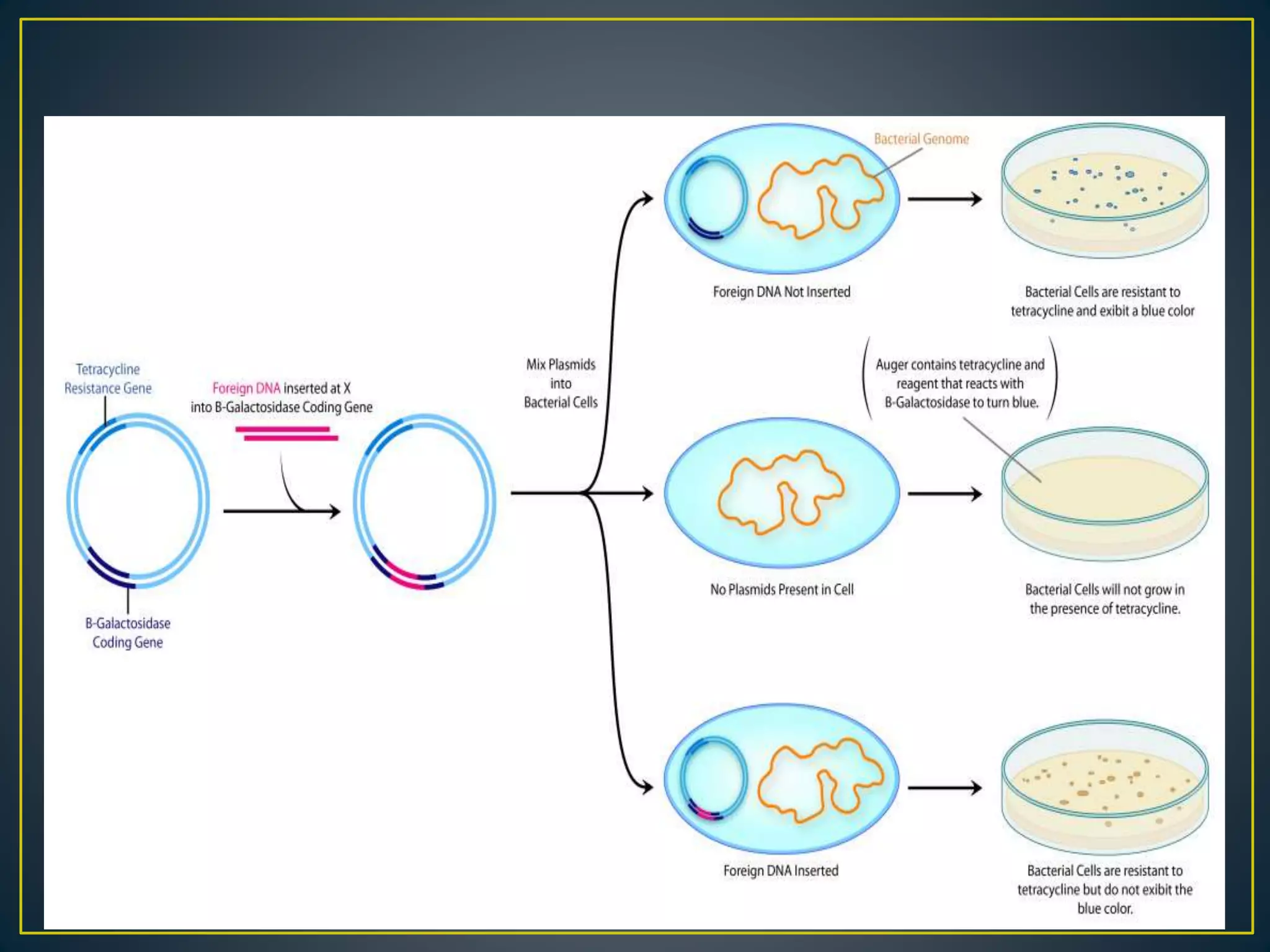 Selection And Screening Of Recombinant Cells And Expression Of Recombinant