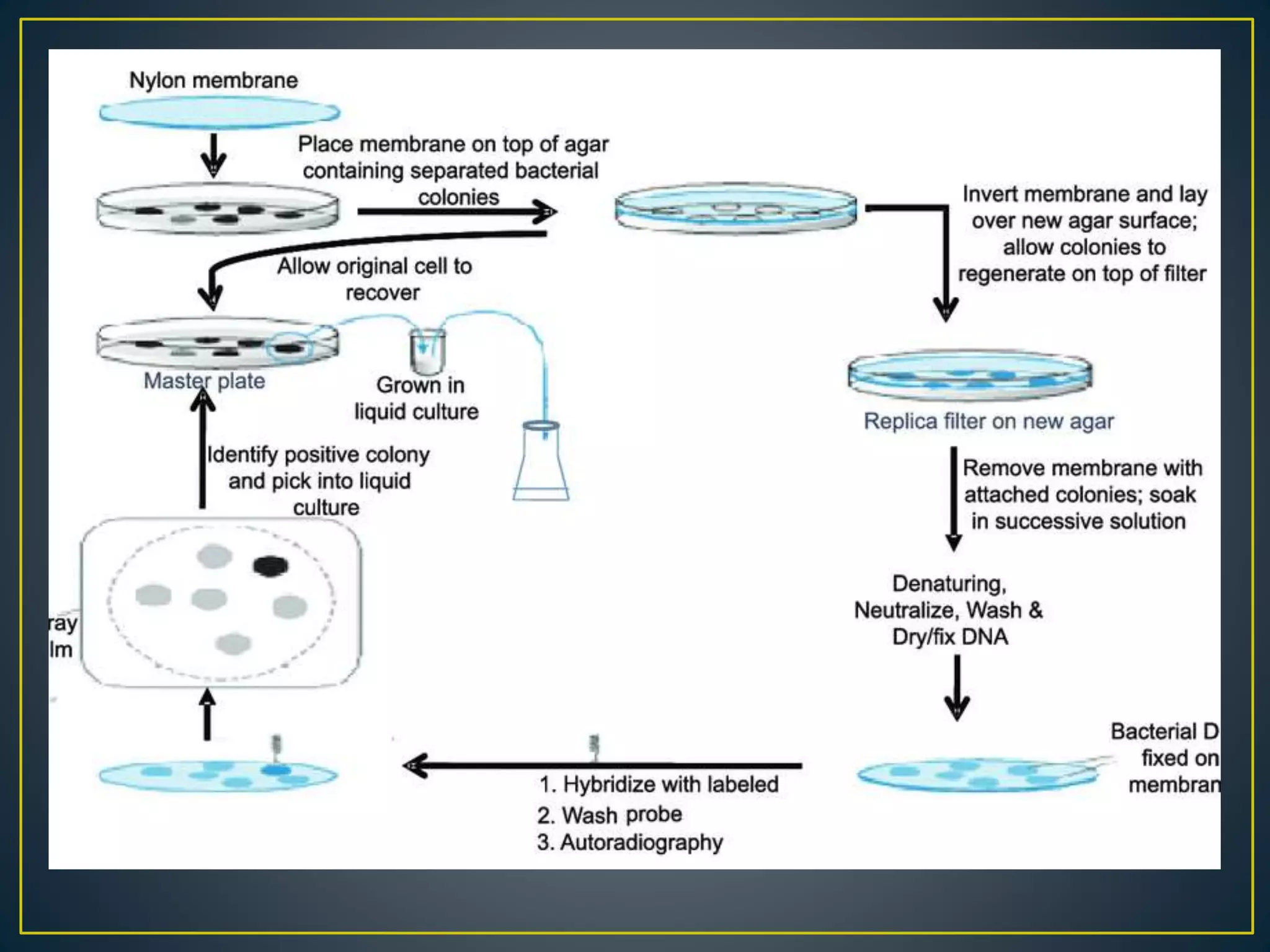 Selection And Screening Of Recombinant Cells And Expression Of Recombinant