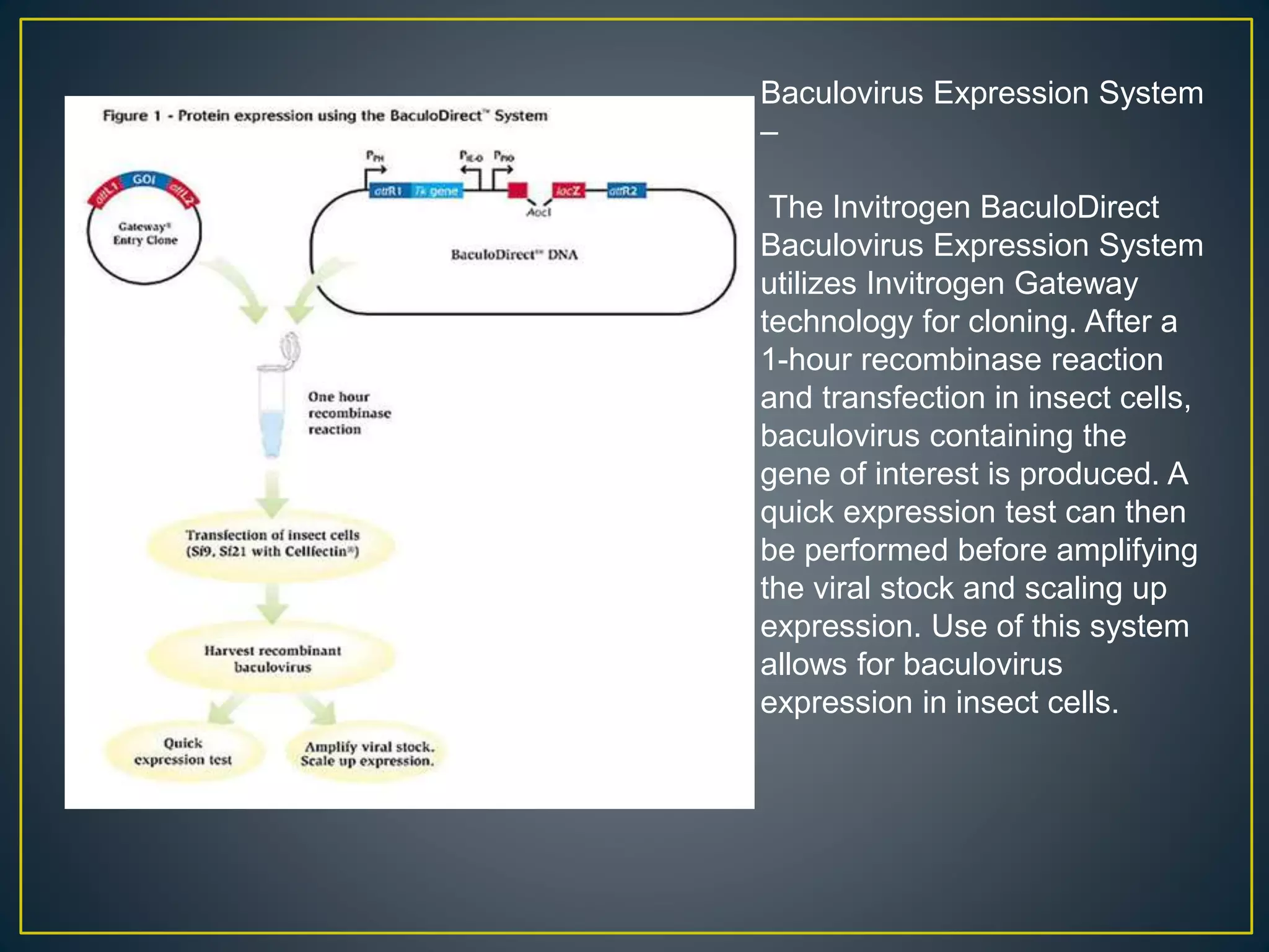 Selection And Screening Of Recombinant Cells And Expression Of Recombinant