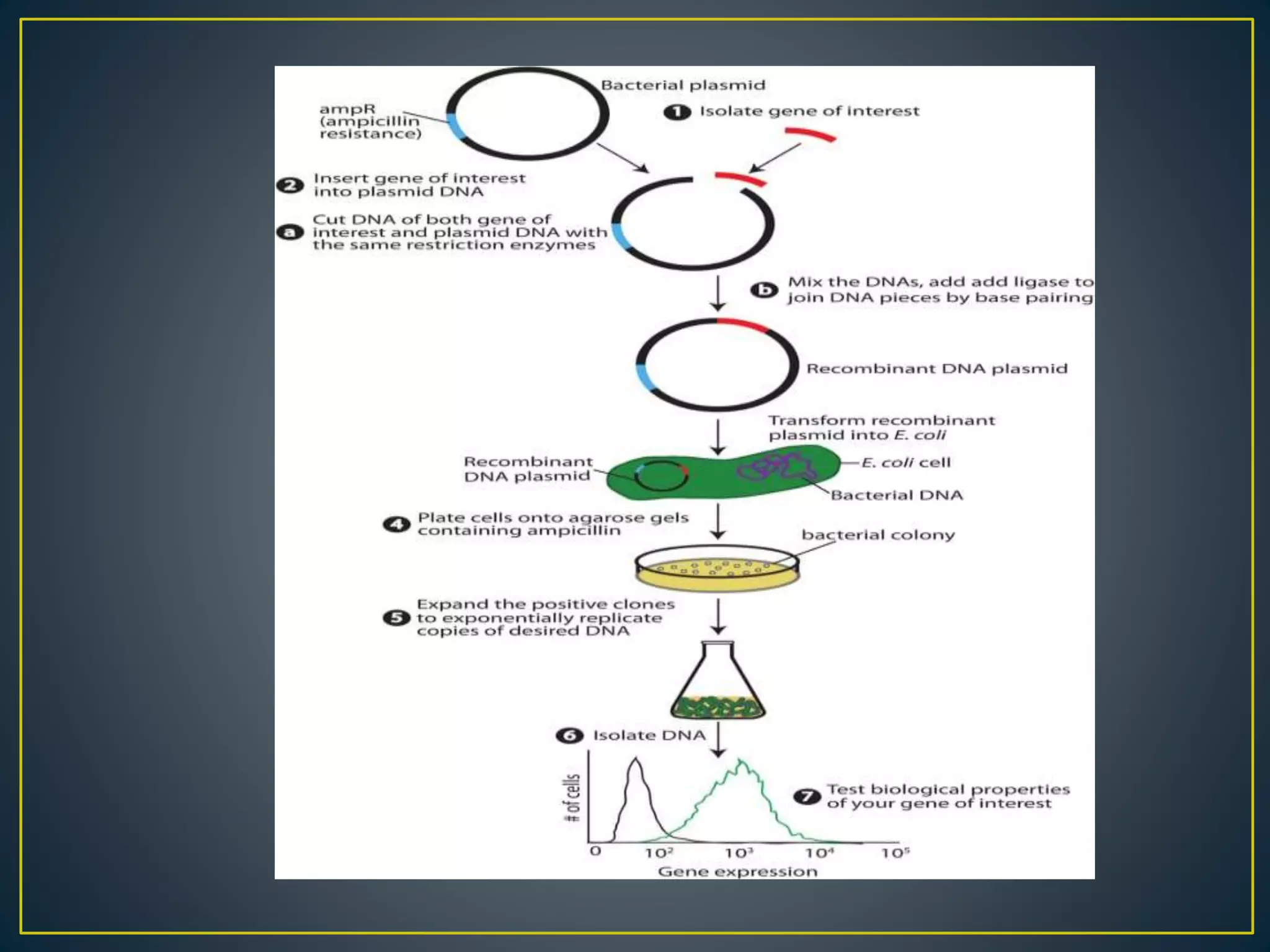 Selection And Screening Of Recombinant Cells And Expression Of Recombinant 2 1 Pptx