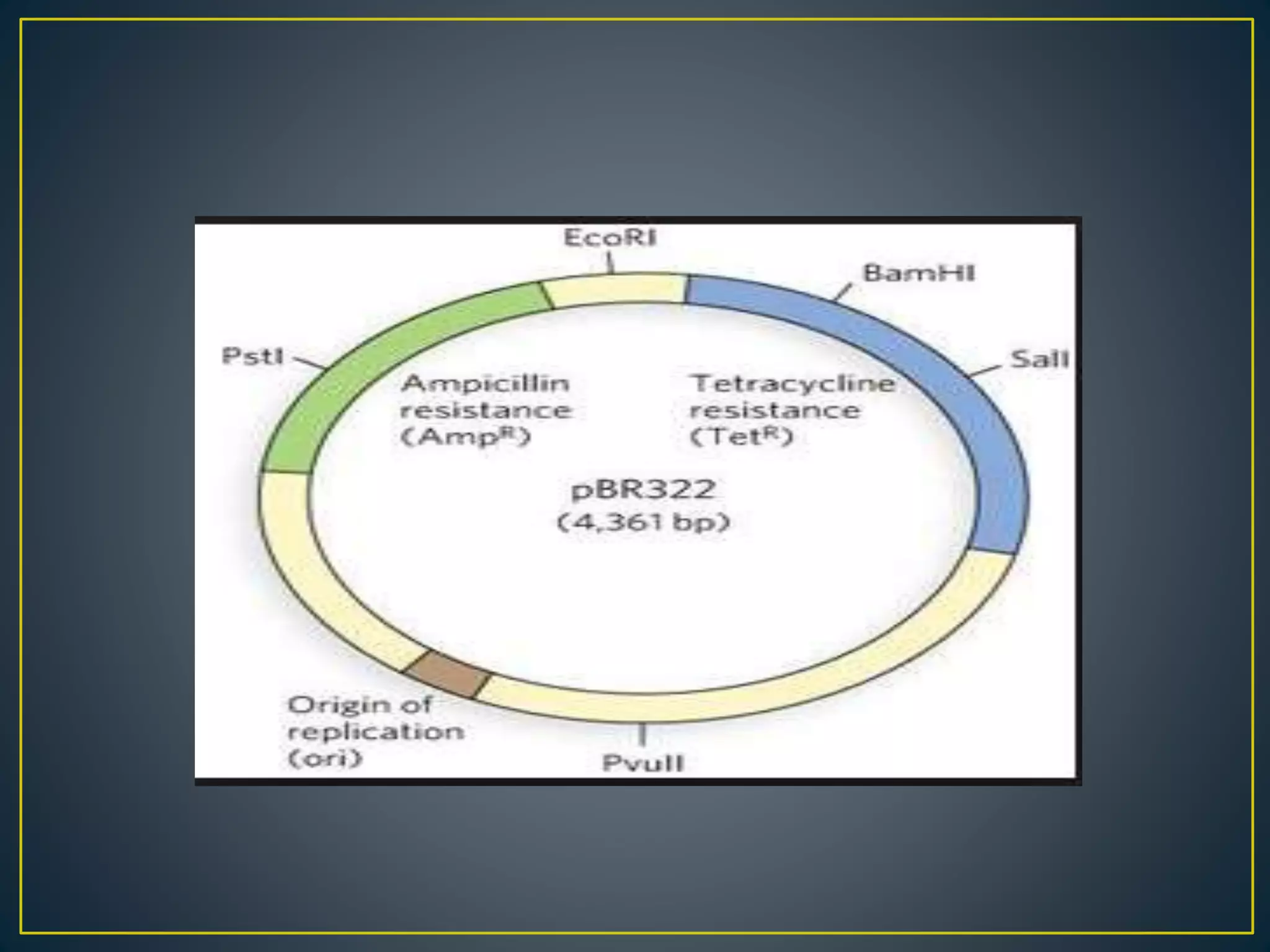 Selection And Screening Of Recombinant Cells And Expression Of Recombinant