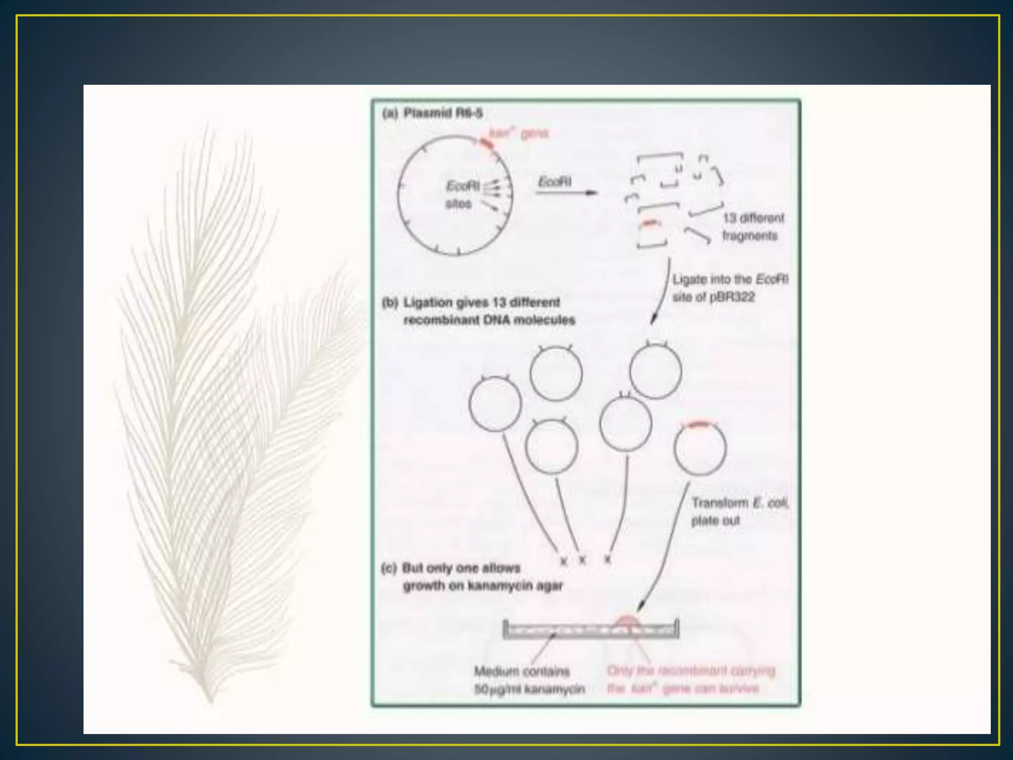 Selection And Screening Of Recombinant Cells And Expression Of Recombinant