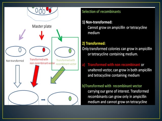 Selection & Screening of Recombinant cells & expression of recombinant (2) (1) | PPTX