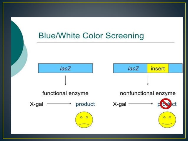 Selection & Screening of Recombinant cells & expression of recombinant (2) (1) | PPTX