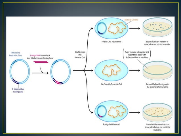 Selection & Screening of Recombinant cells & expression of recombinant (2) (1) | PPTX