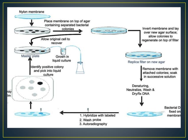 Selection & Screening of Recombinant cells & expression of recombinant (2) (1) | PPTX